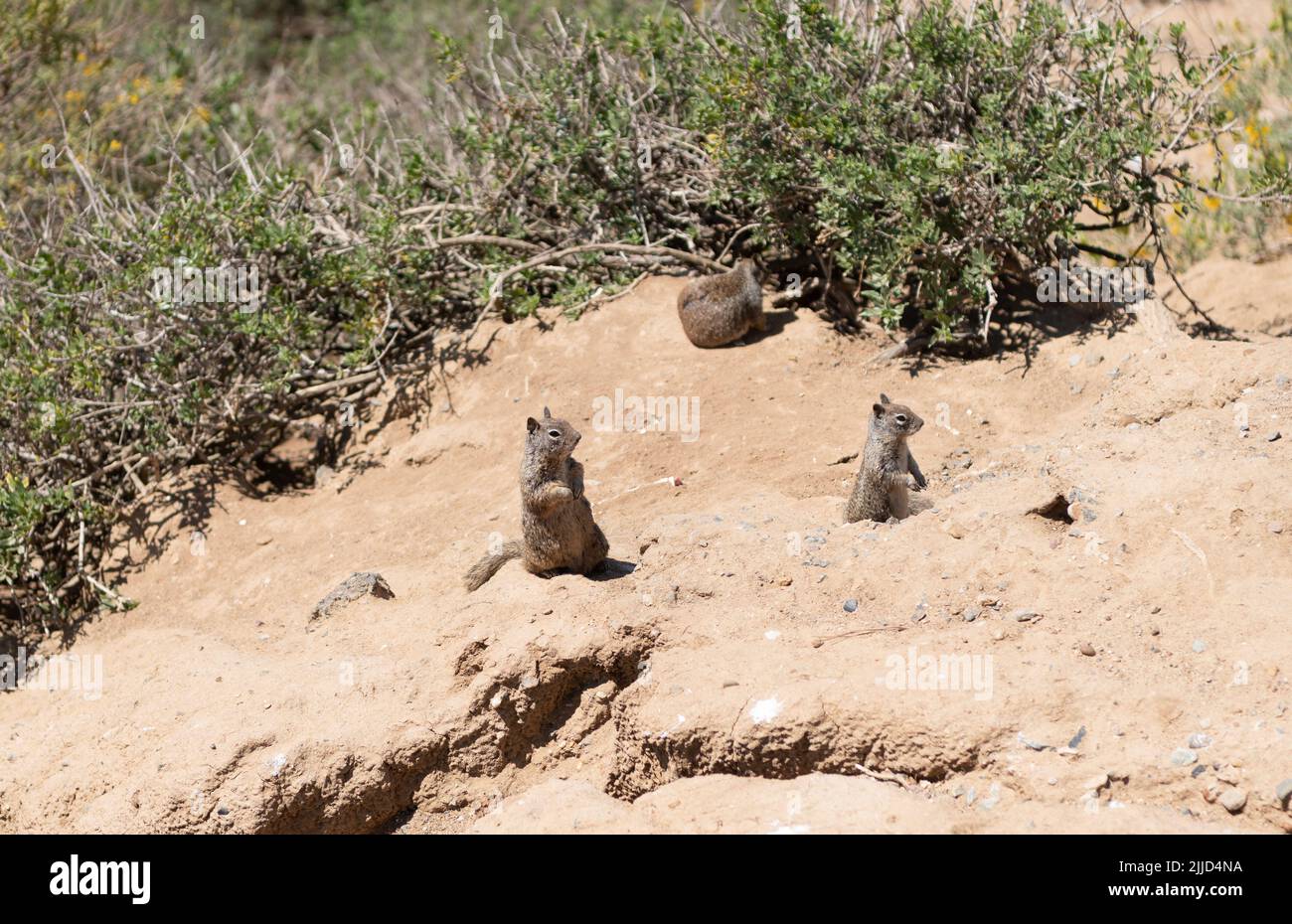 Wild ground-squirrels rodents marmotini animals in natural habitat ...