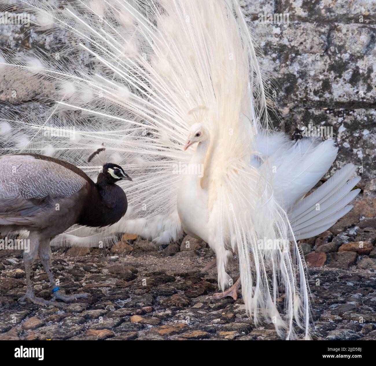 Opal peacock hi-res stock photography and images - Alamy