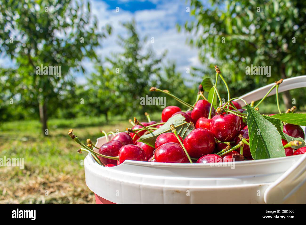 Cherry fruits in a orchard. Growing fruits. Agriculture and harvest ...