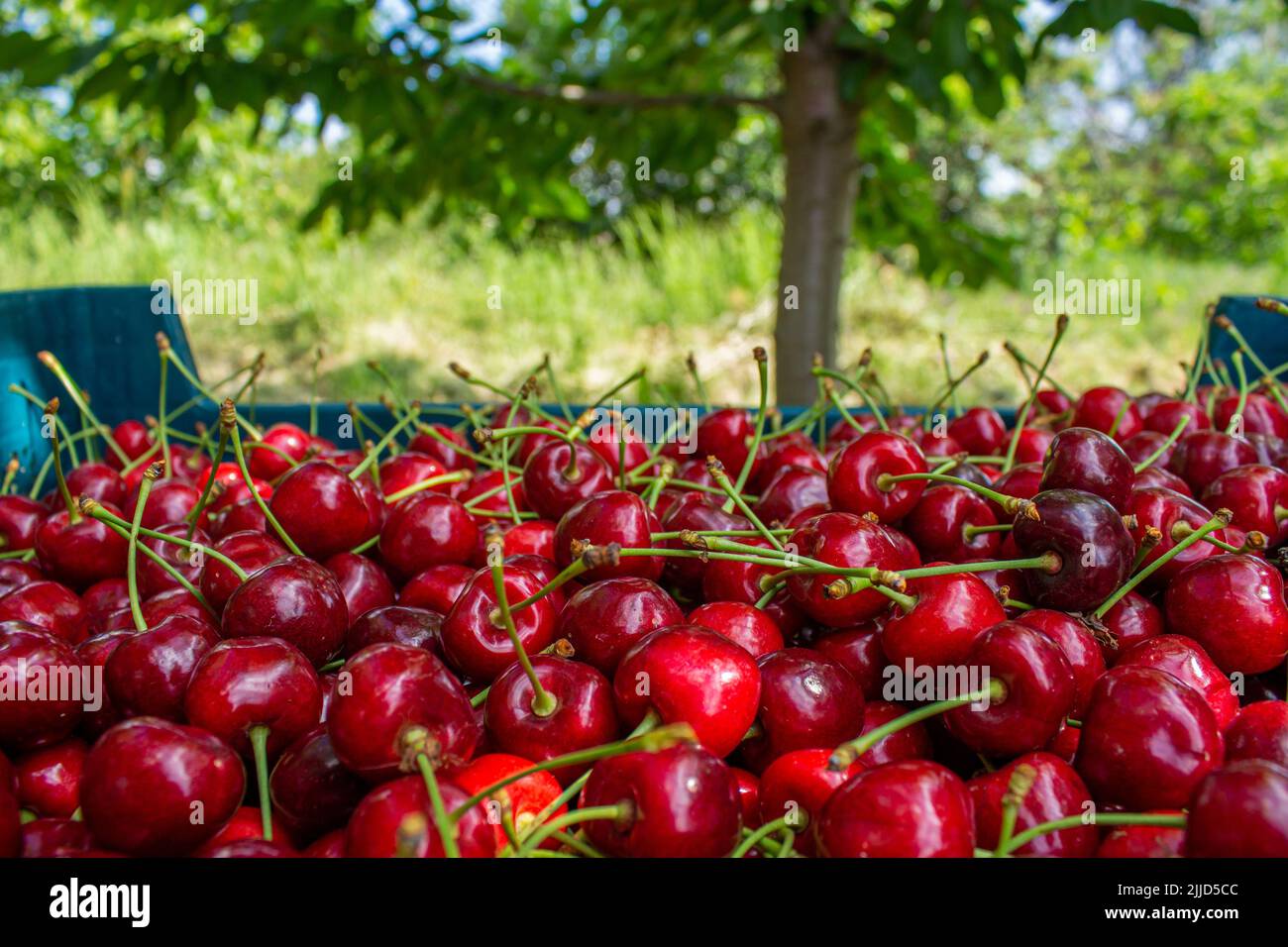 Cherry fruits in a orchard. Growing fruits. Agriculture and harvest ...