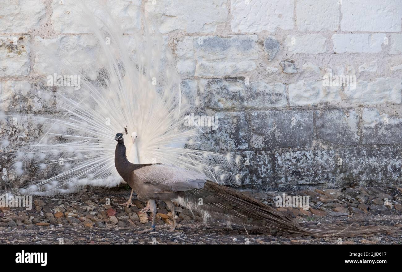 Two peafowl, one a white peahen and the other an opal peacock ...