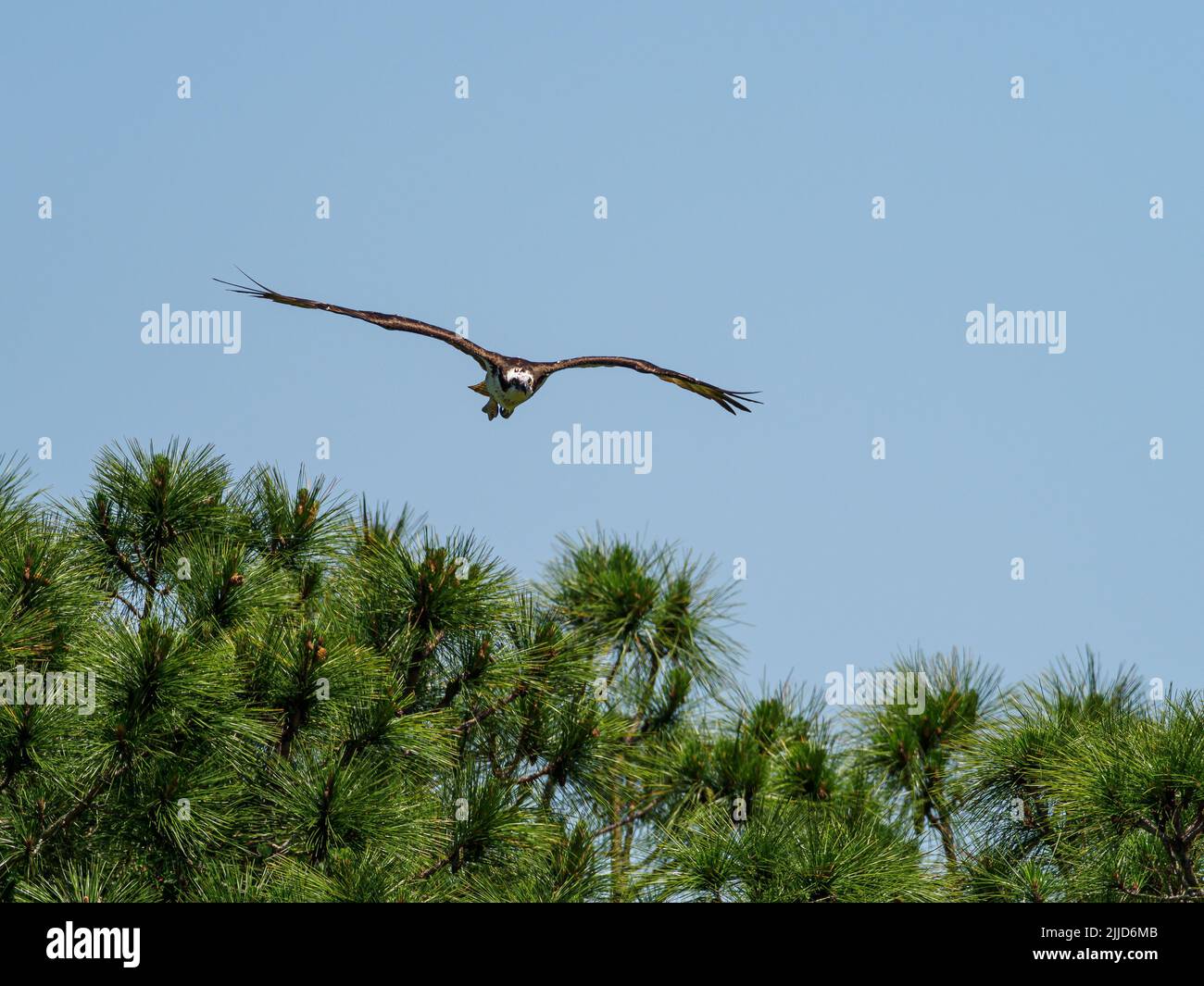 An Osprey flying with open wings in a blue sky Stock Photo - Alamy