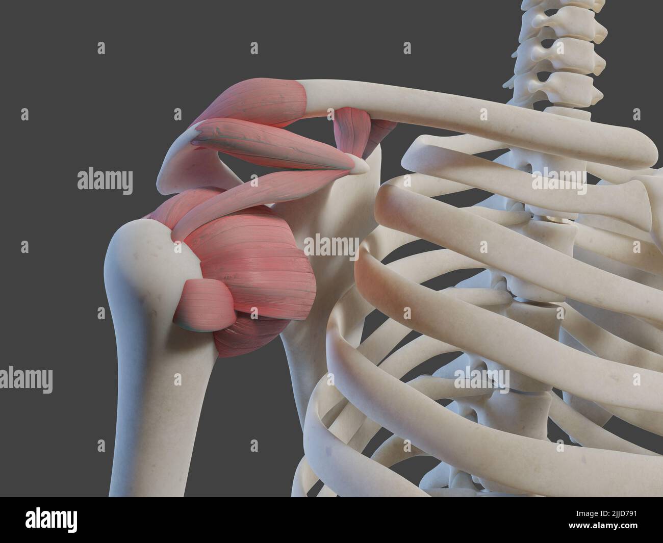 Articulacin Glenohumeral AVANCES CIENTÍFICOS Y/O TECNOLÓGICOS EN