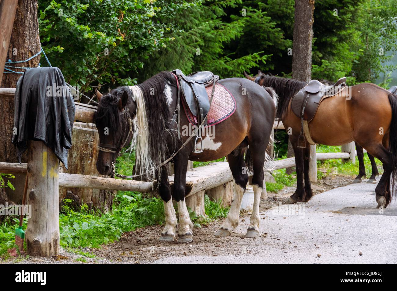 Saddled mountain horses outdoor. Equestrian sport, farm animals life ...