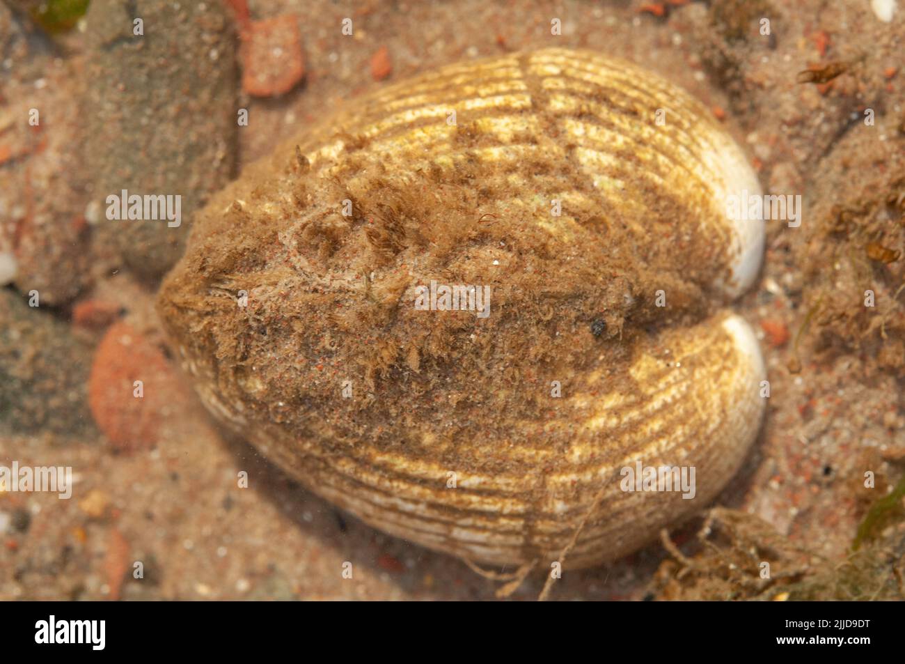 Common cockle (Cerastoderma edule) living in Sandy Haven estuary ...