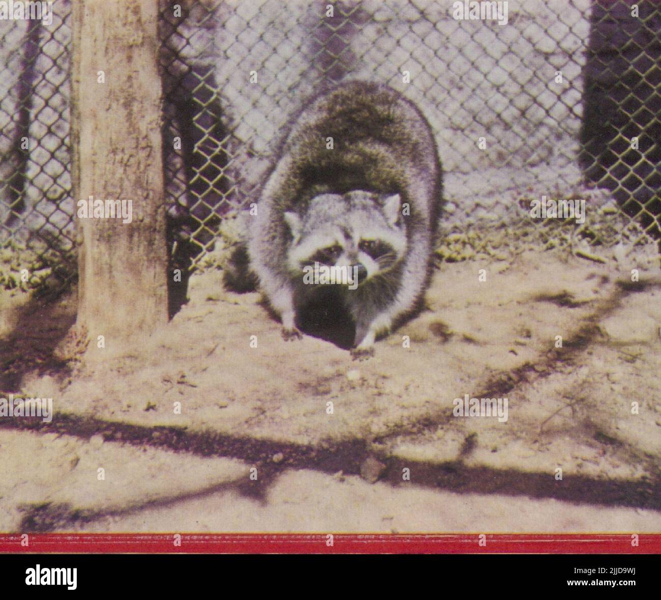 Raccoon. Raccoon at Pécs Zoo. The Local History Collection of Csorba ...