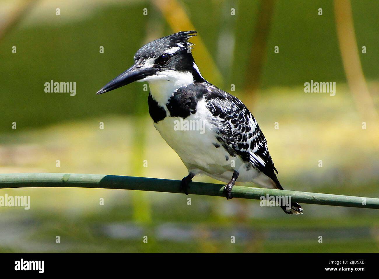 Waiting for a fish to swim by Stock Photo - Alamy