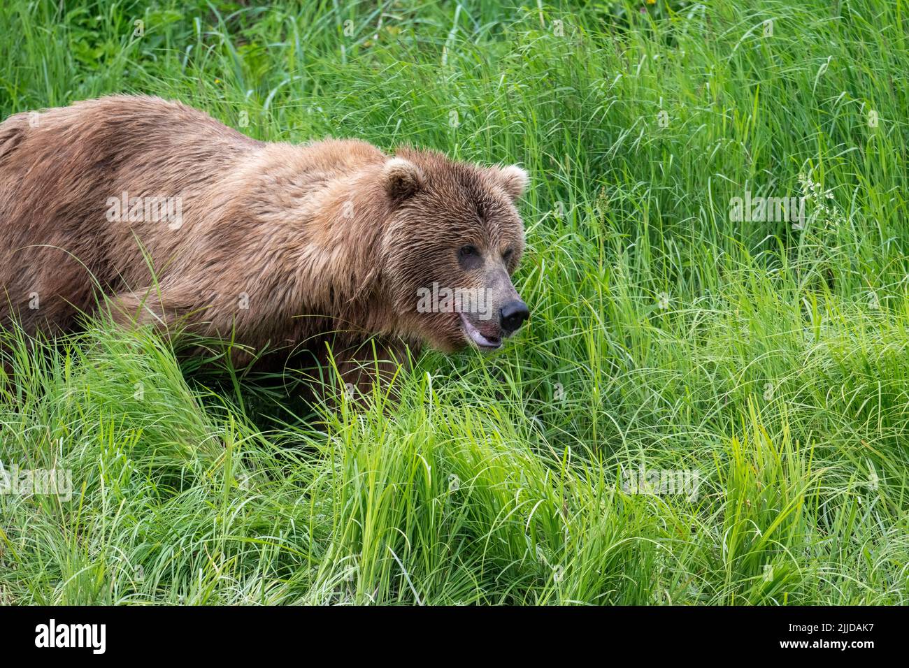 Alaskan brown bear in green sedge at McNeil River State Game Sanctuary ...