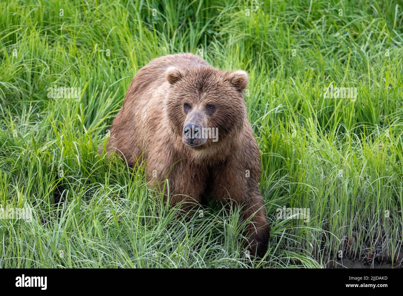 Alaskan brown bear in green sedge at McNeil River State Game Sanctuary ...