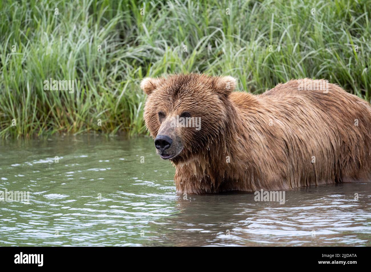 Alaskan brown bear wading in Mikfik Creek in McNeil River State Game ...