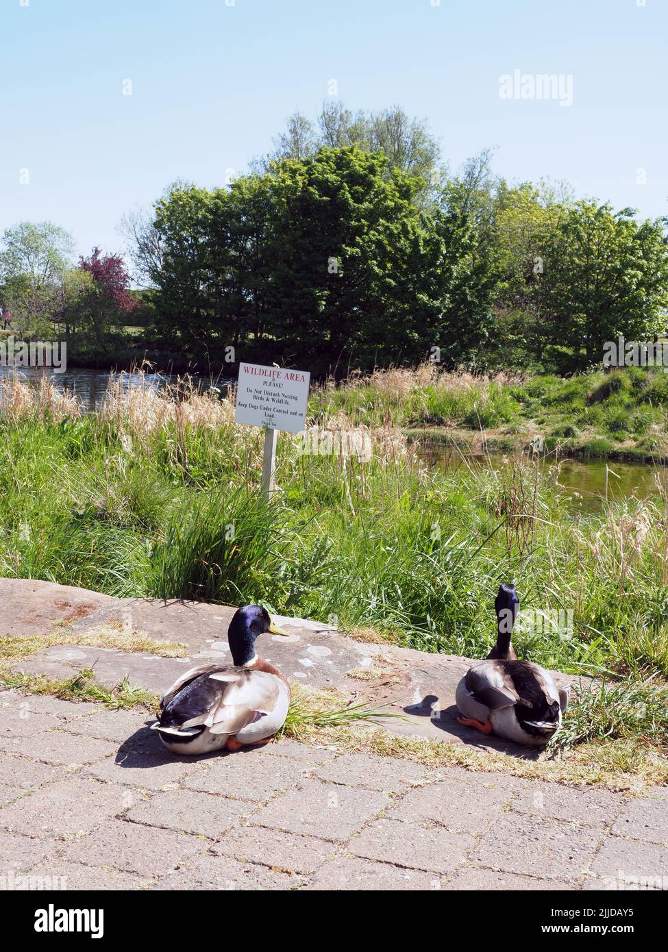 Two male Mallard ducks, sitting on a cobbled footpath on the river edge ...