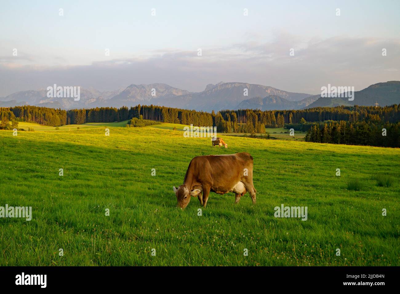 cows grazing on the fresh green alpine meadows by the scenic Attlesee ...