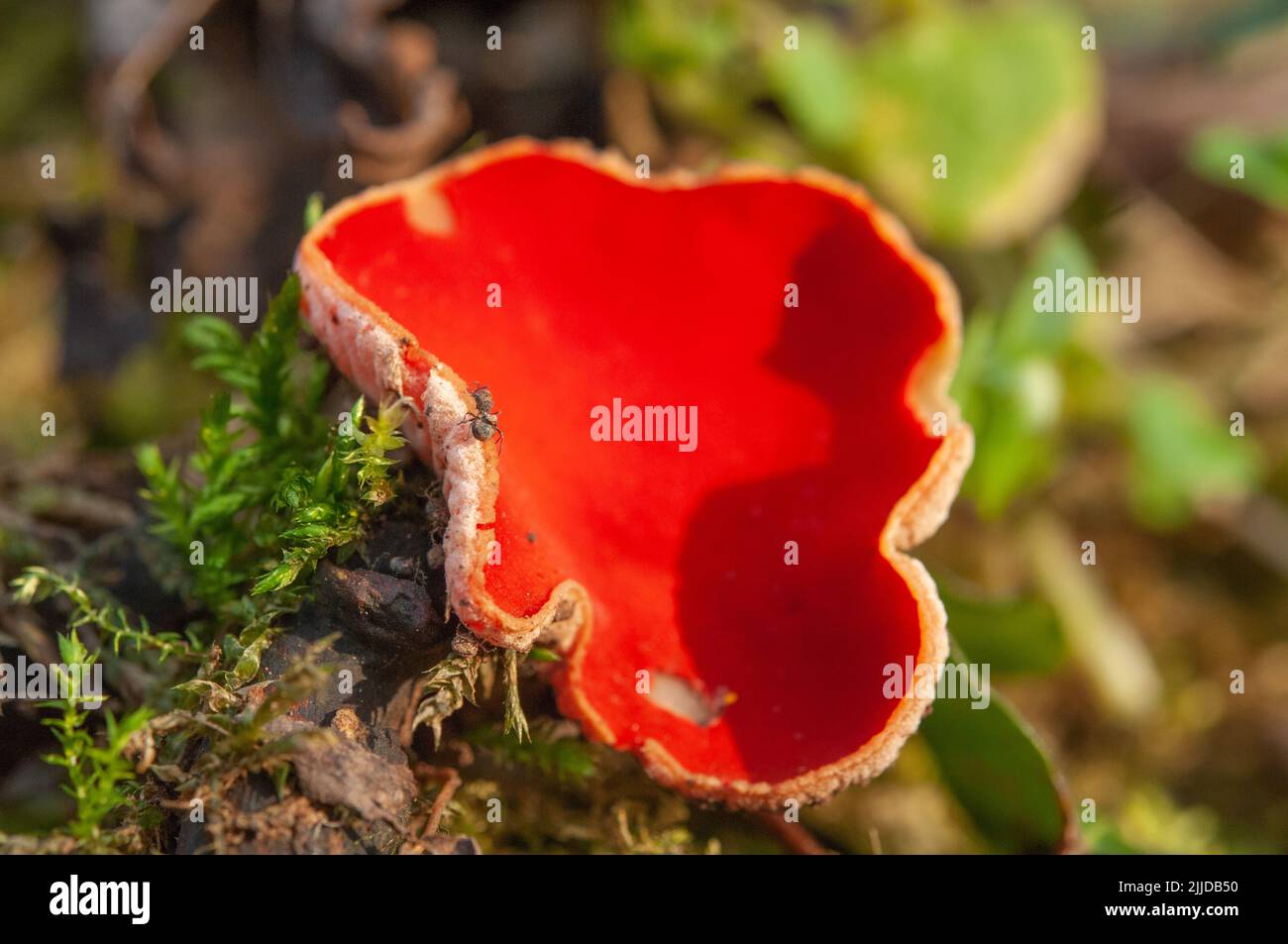 Ant on rim of scarlet elf cap mushroom growing in woodland ...