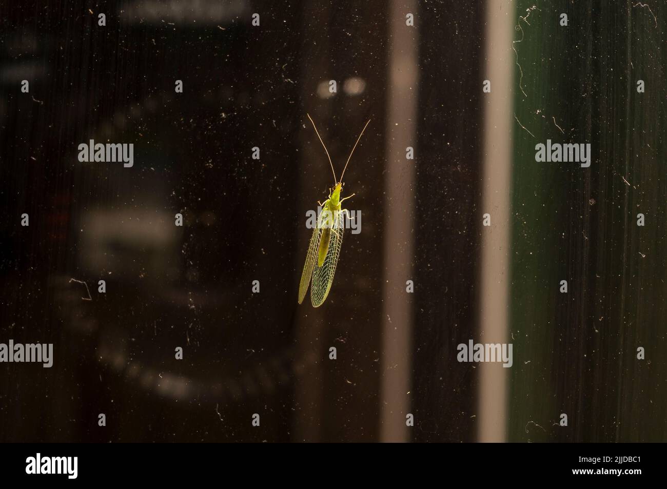 Closeup of the underside of an adult Lacewing insect as seen through ...