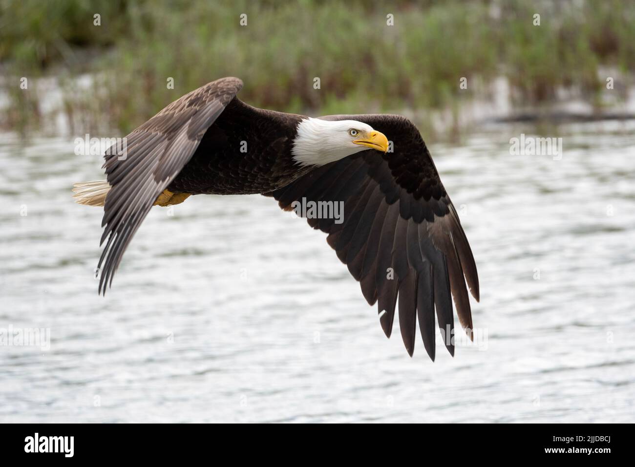 Alaska state bird hi-res stock photography and images - Alamy