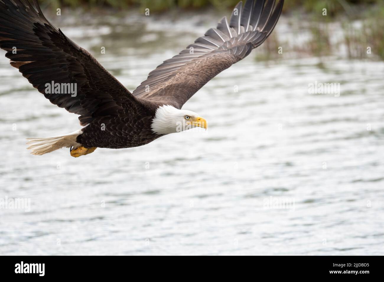 Bald eagle in flight in McNeil River State Game Sanctuary and Refuge in ...