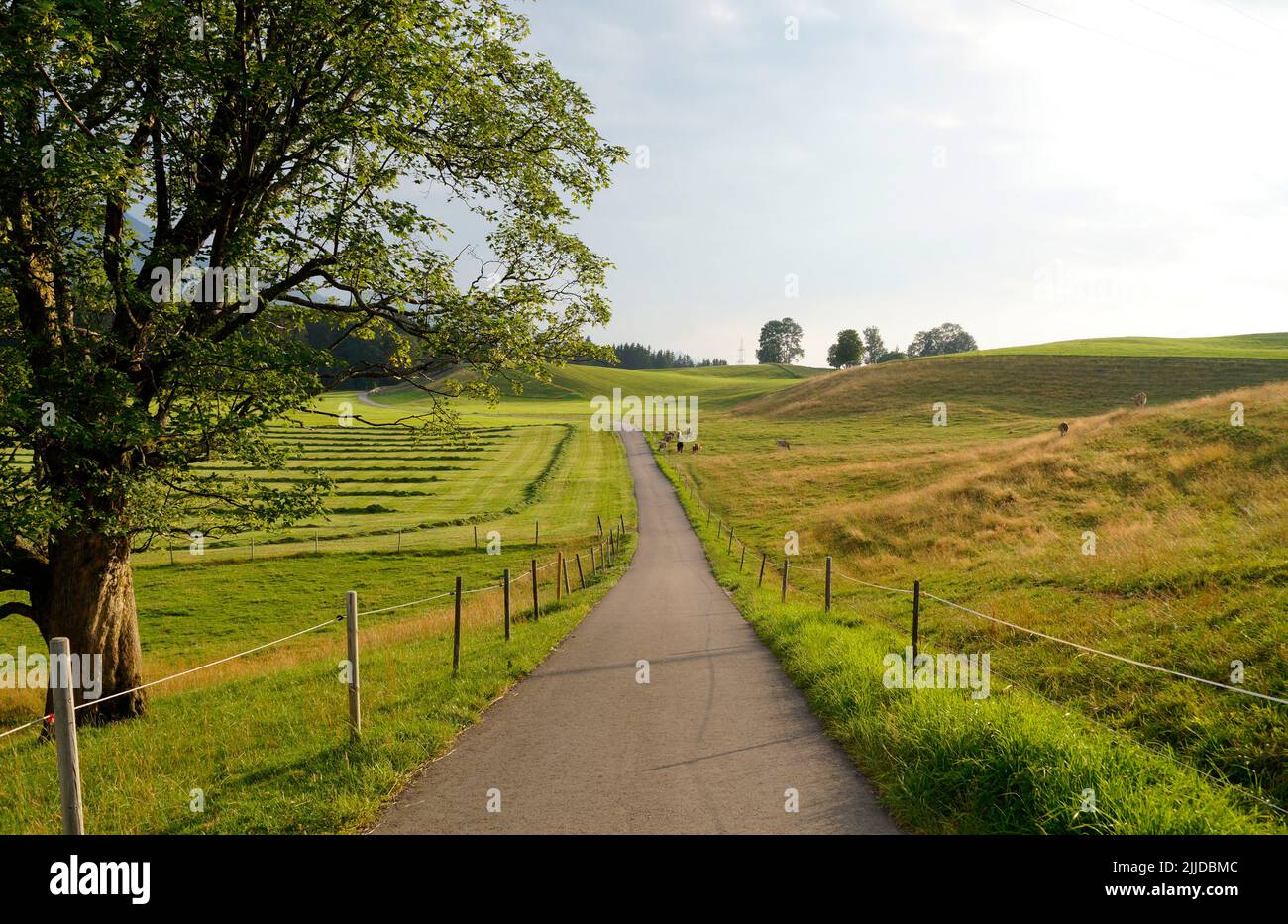 green meadows of the Allgau region in Bavaria with the Alps in the ...
