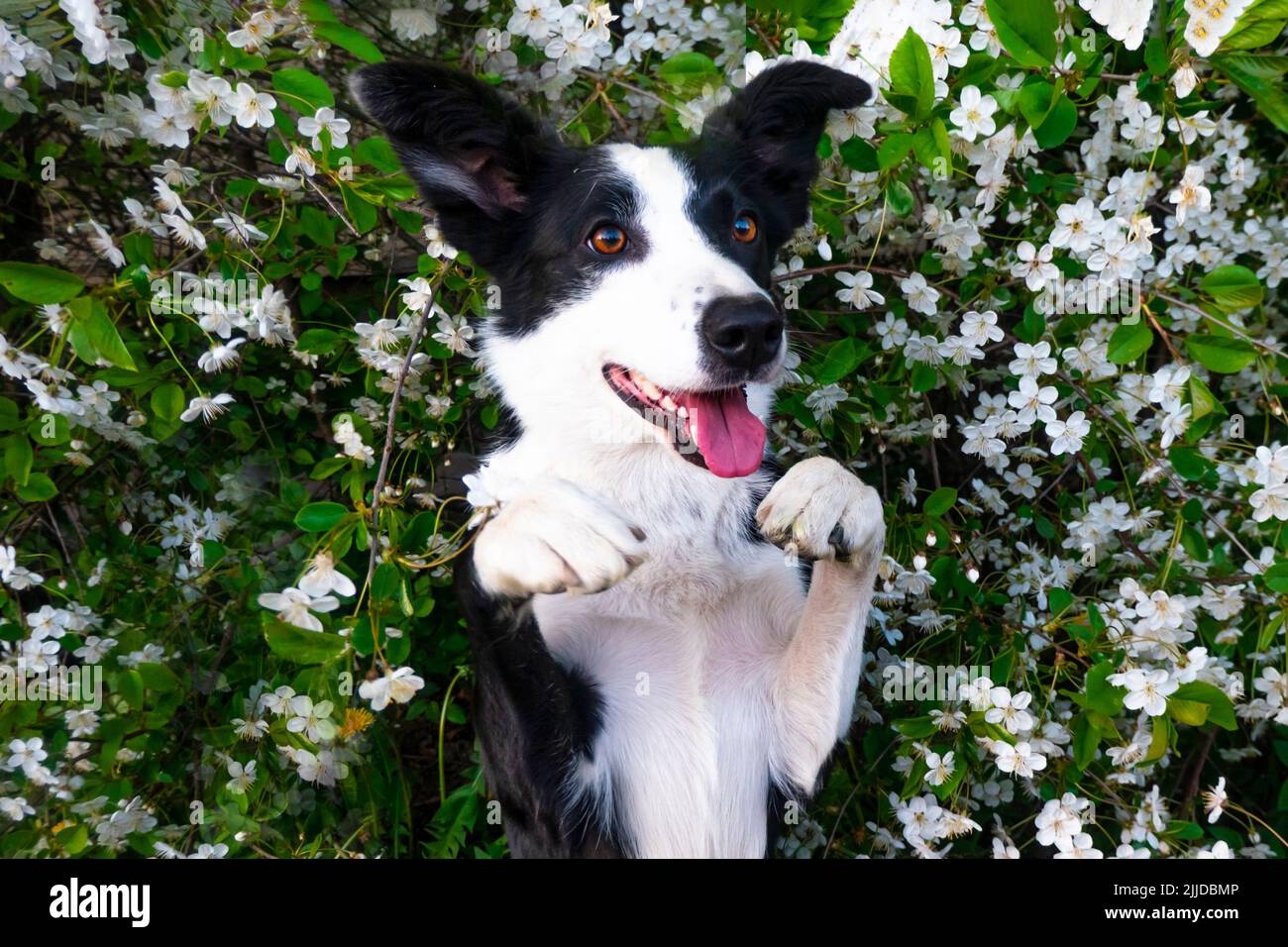 A happy dog in flowers. The pet is smiling. a cheerful border collie ...