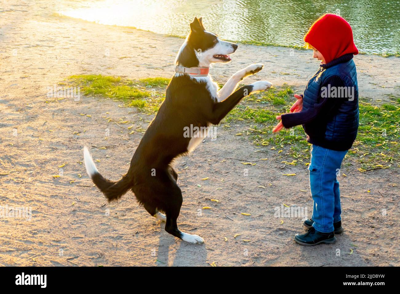 cheerful border collie dog obeys the command to a little boy. obedience ...