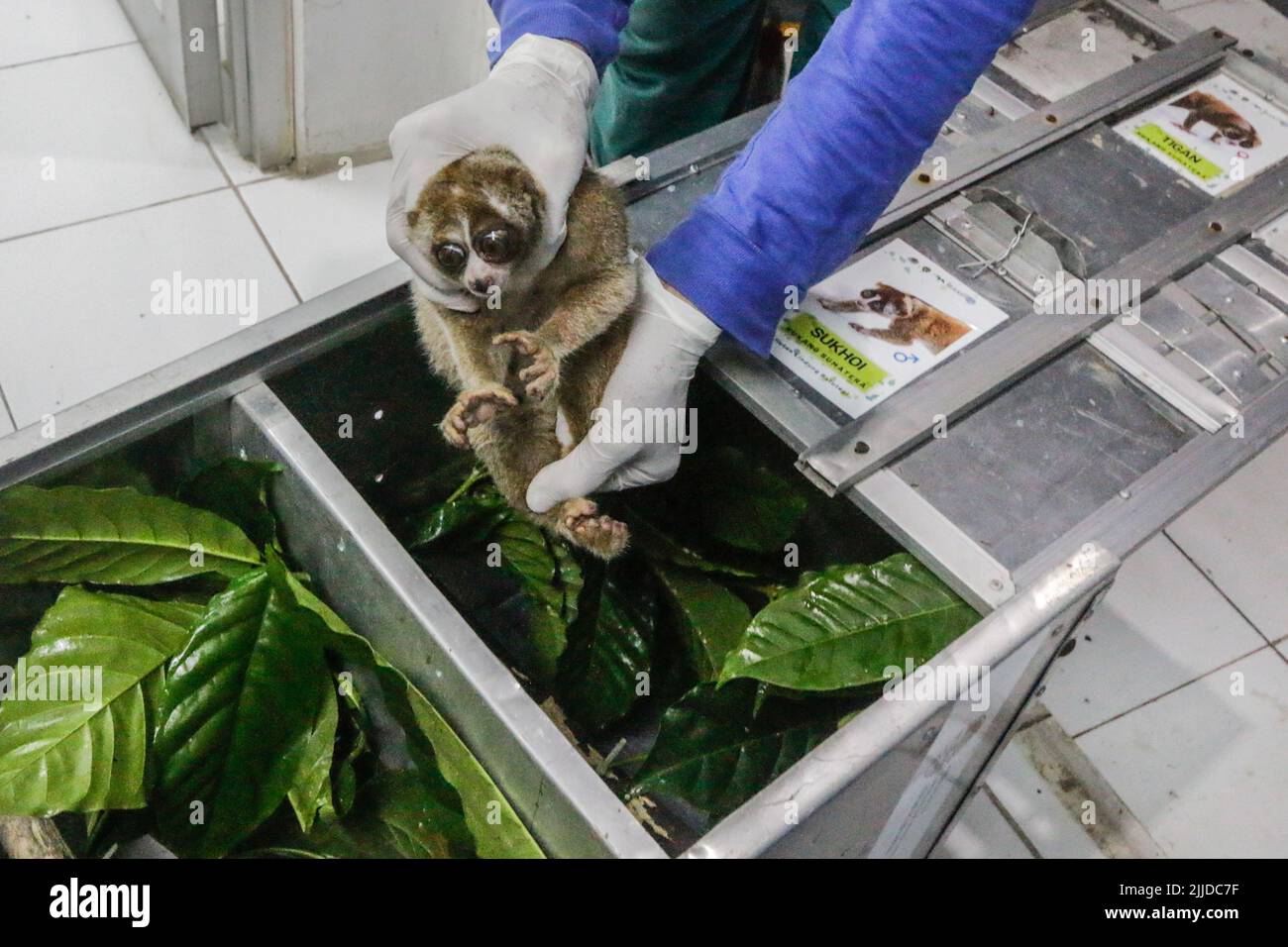 Sumatran slow loris hi-res stock photography and images - Alamy