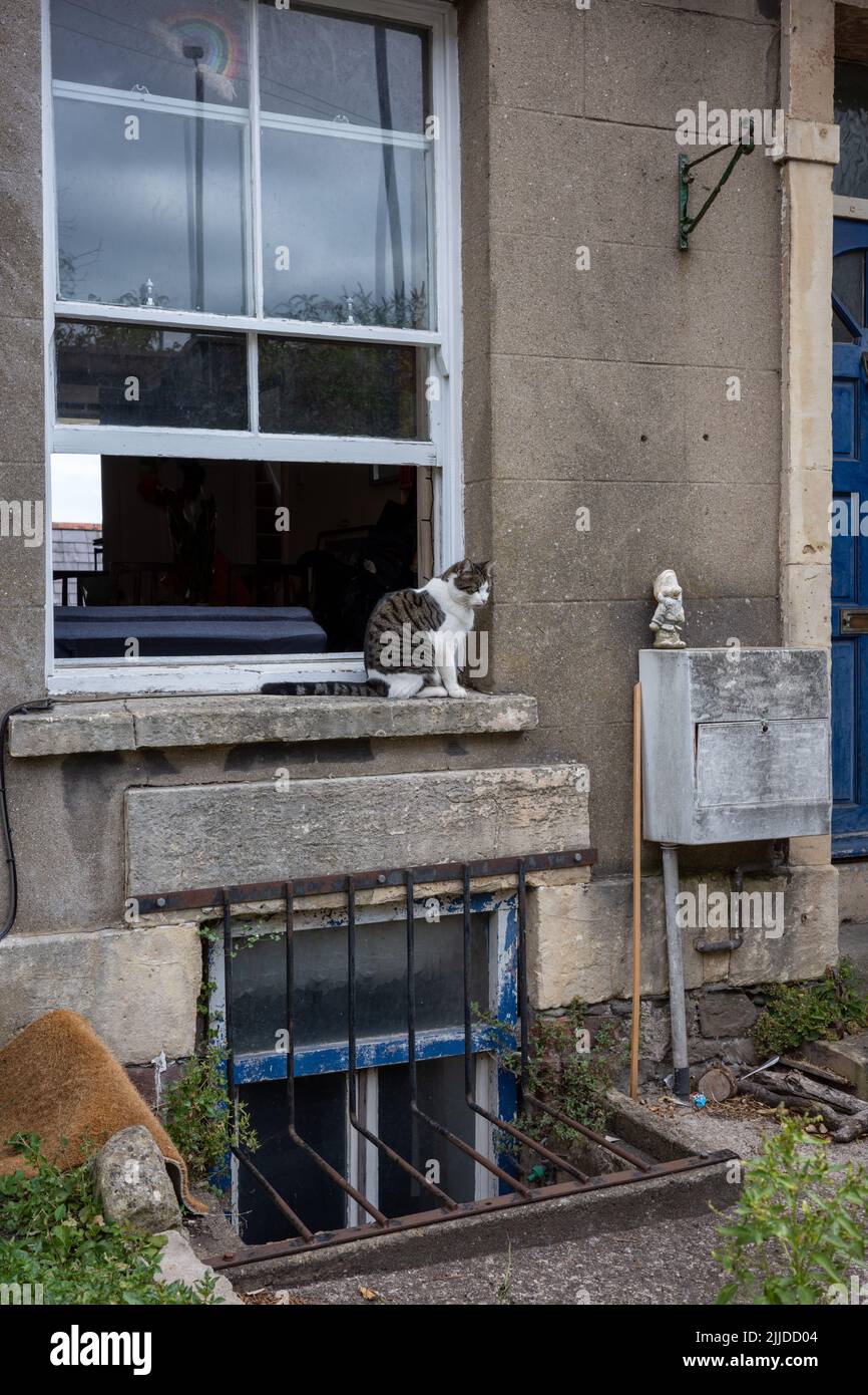 Domestic cat on window sill (Jul22 Stock Photo - Alamy