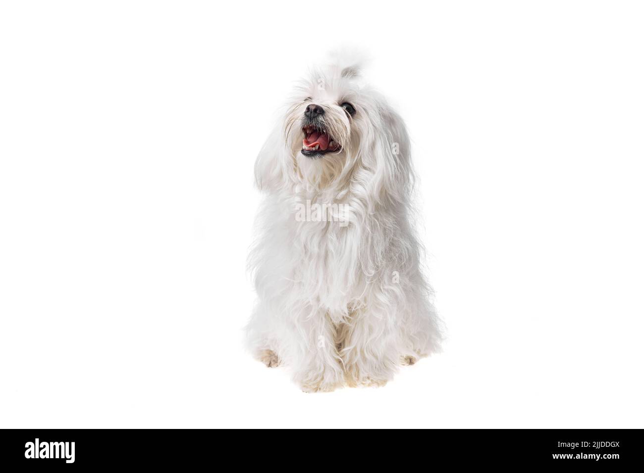 Beautiful and cute white bichon maltese dog over isolated background ...