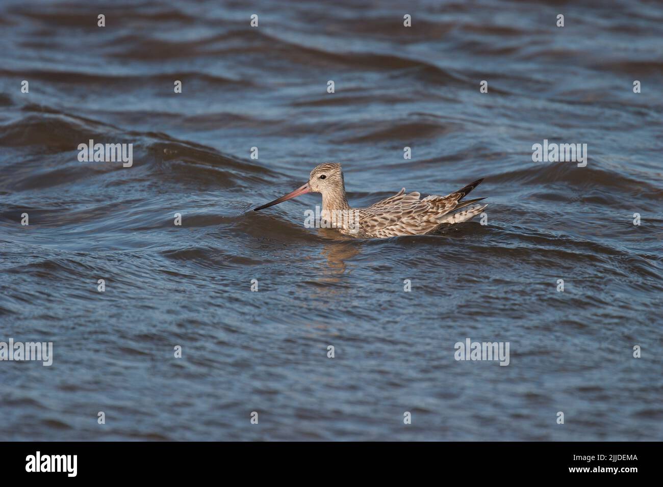 Bar-tailed godwit Limosa lapponica, swimming in estuary, Brancaster ...