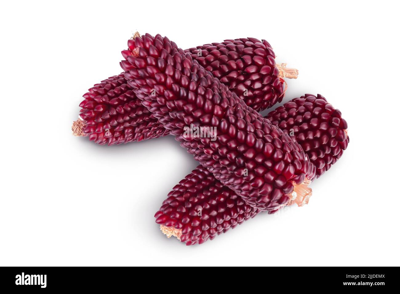 Purple corn or maize isolated on white background with full depth of ...