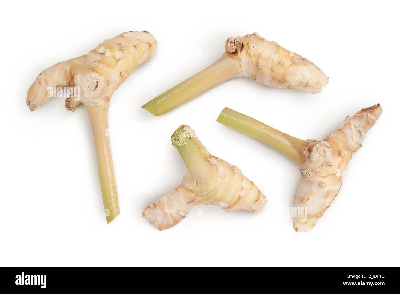 Fresh galangal root isolated on white background with full depth of ...