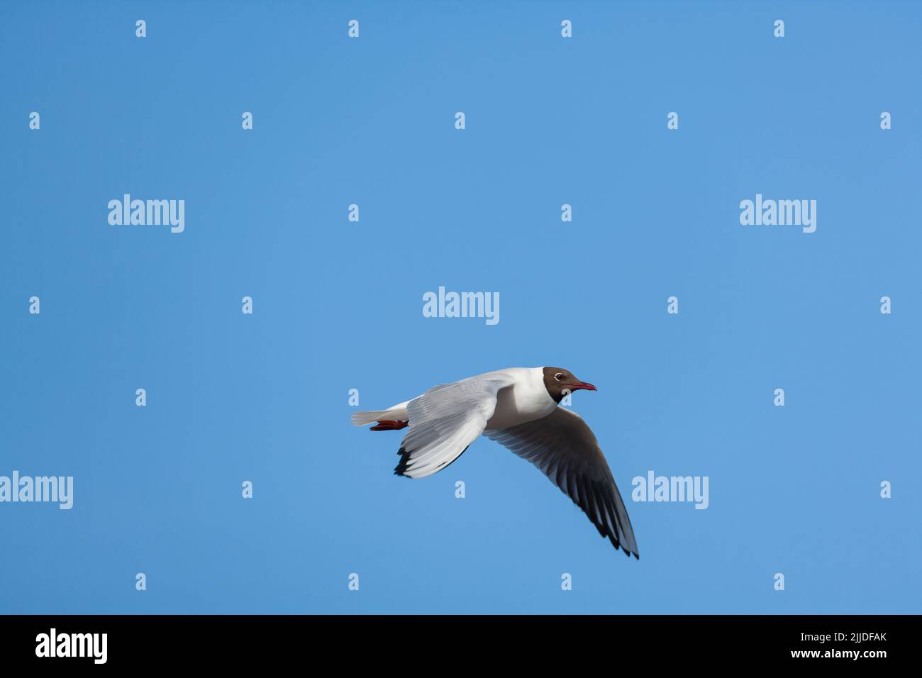 Black-headed gull Chroicocephalus ridibundus, adult in flight ...