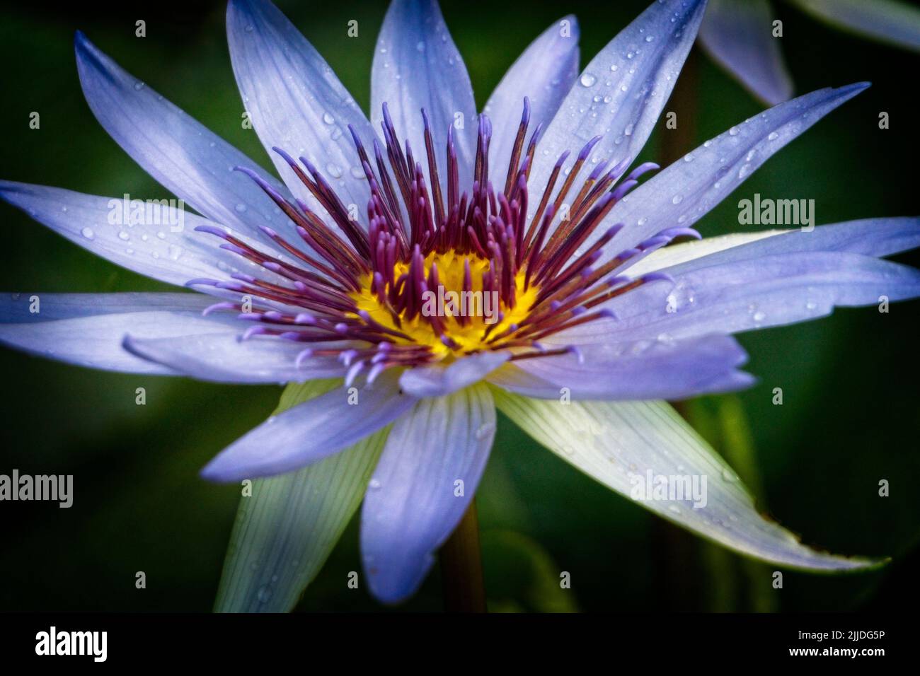 Emergent plant hi-res stock photography and images - Alamy