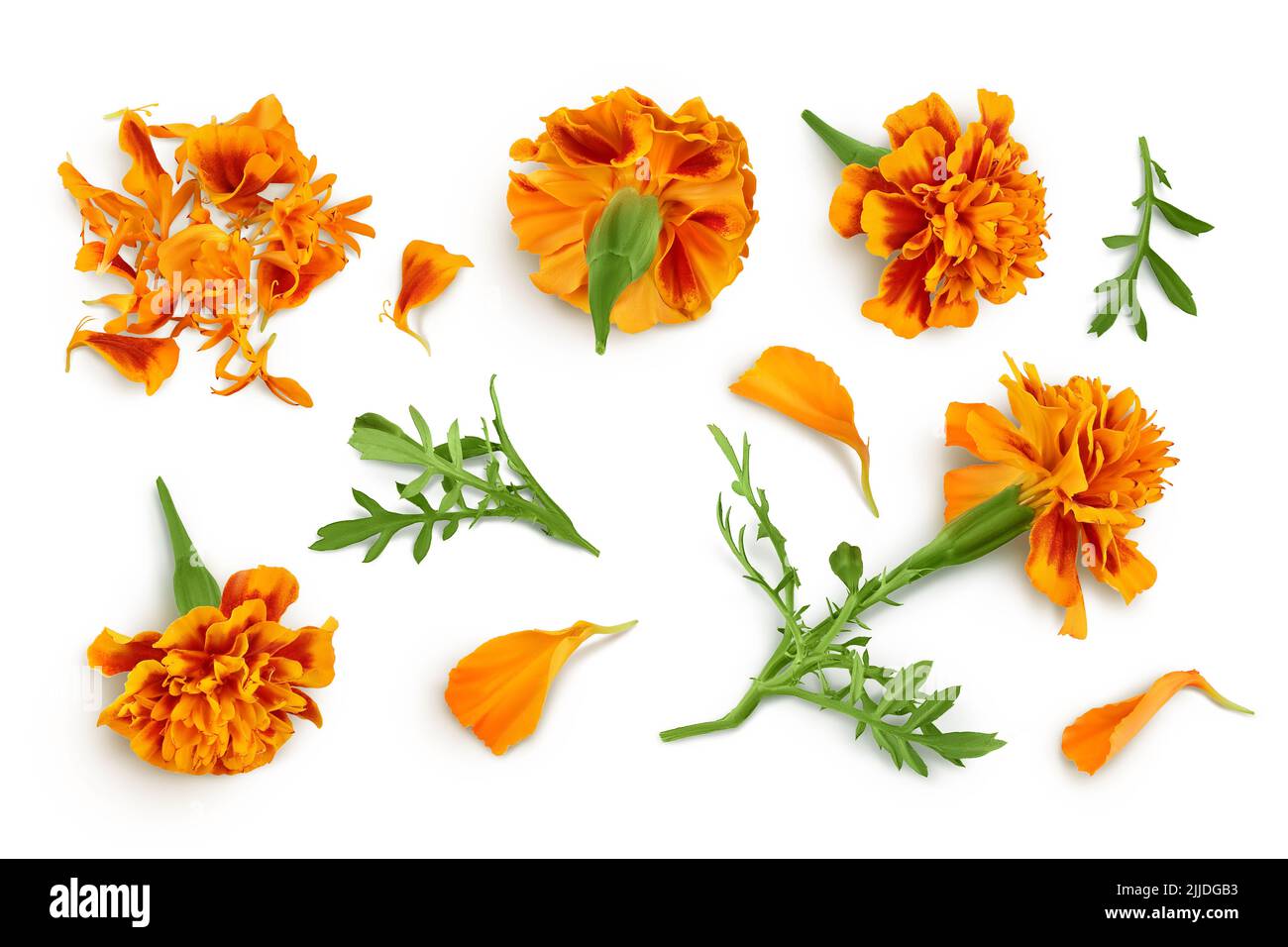 fresh marigold or tagetes erecta flower isolated on white background ...