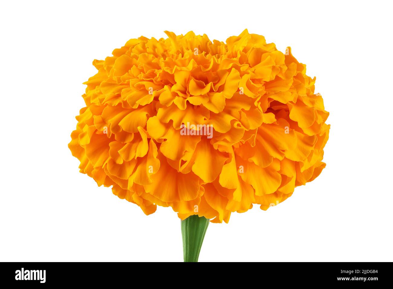 fresh marigold or tagetes erecta flower isolated on white background ...