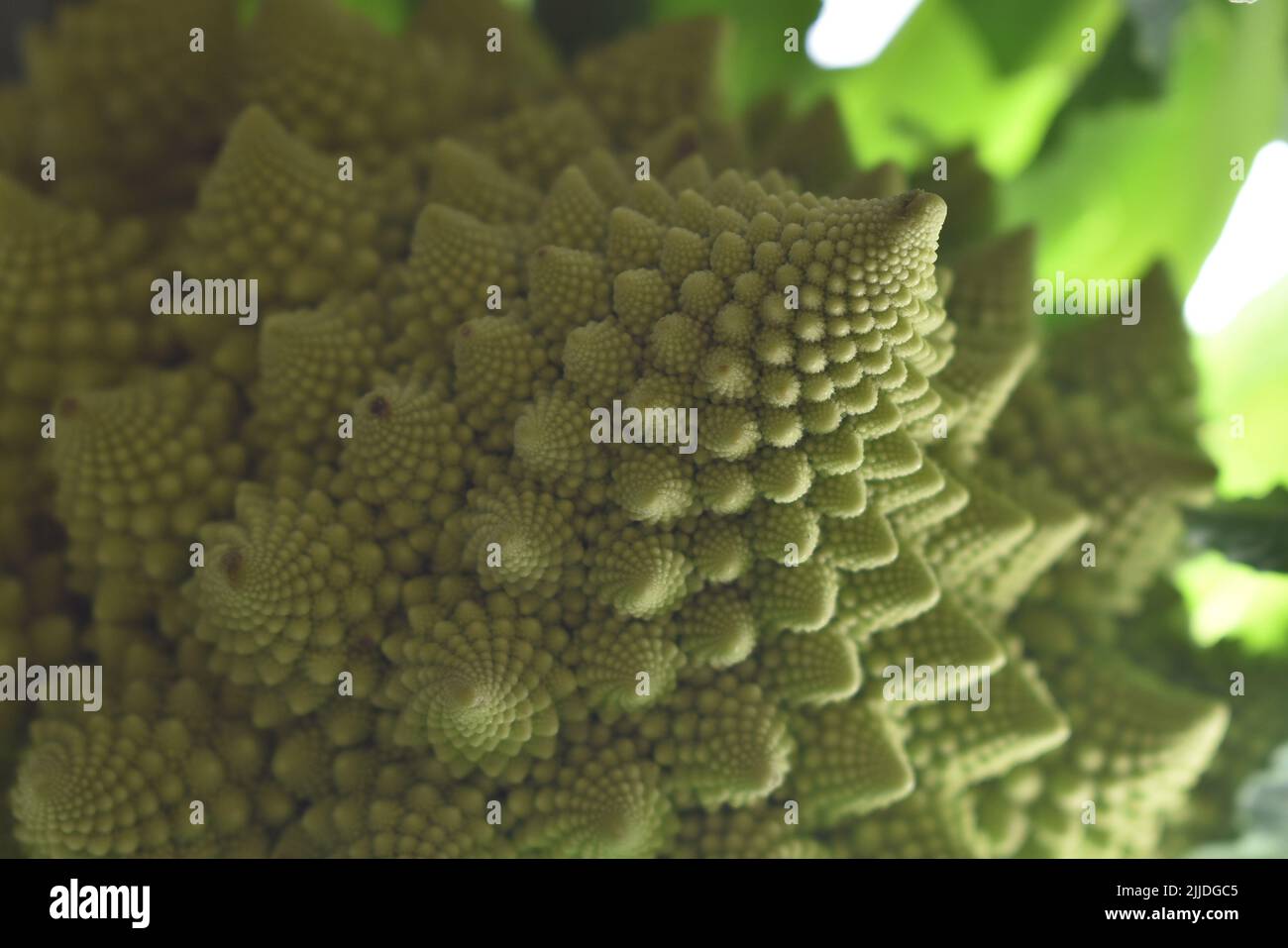 Close Up Of A Uncooked Romanesco Broccoli Stock Photo - Alamy