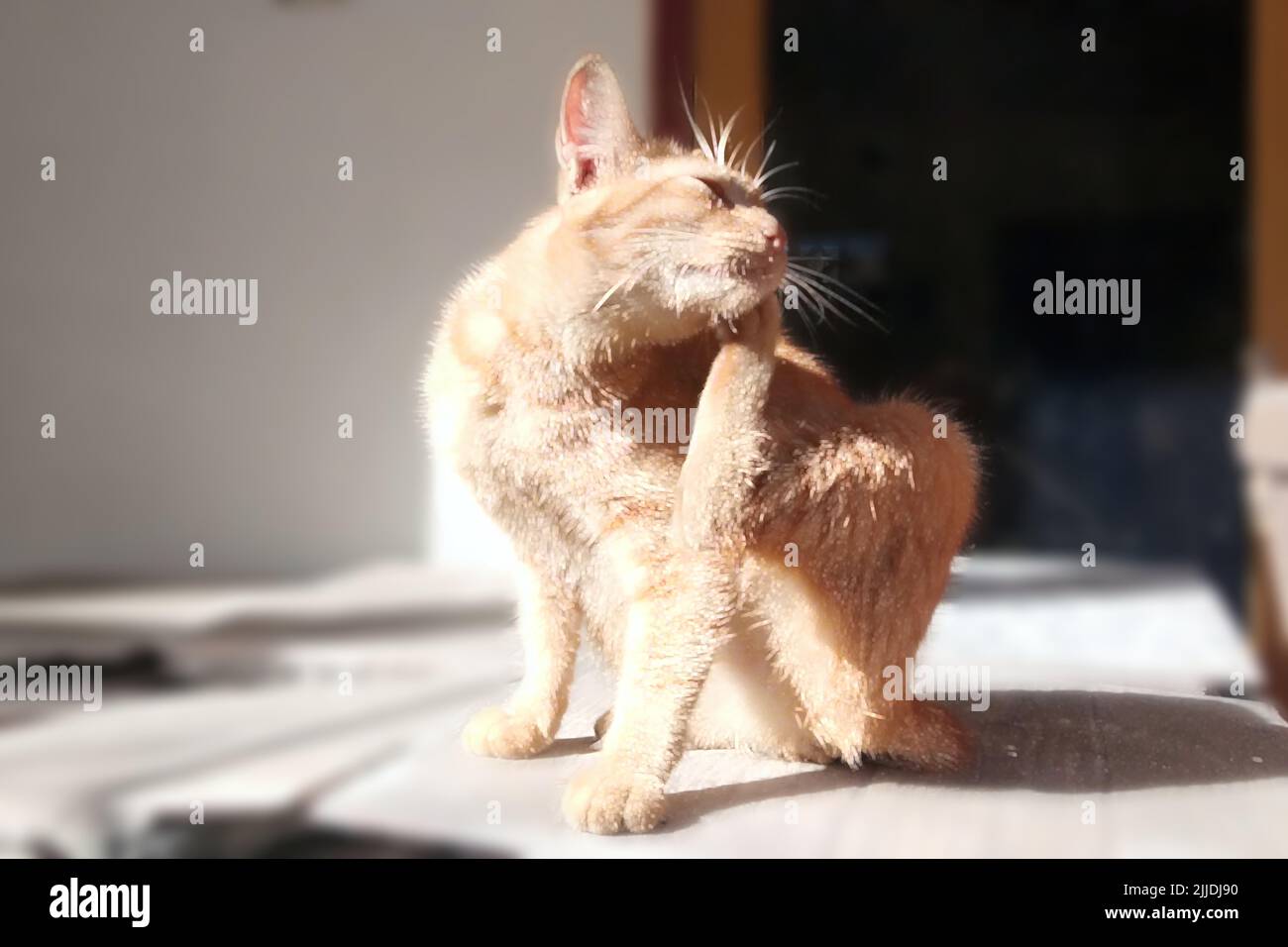 domestic cat, Felis silvestris catus, Felis catus Stock Photo - Alamy