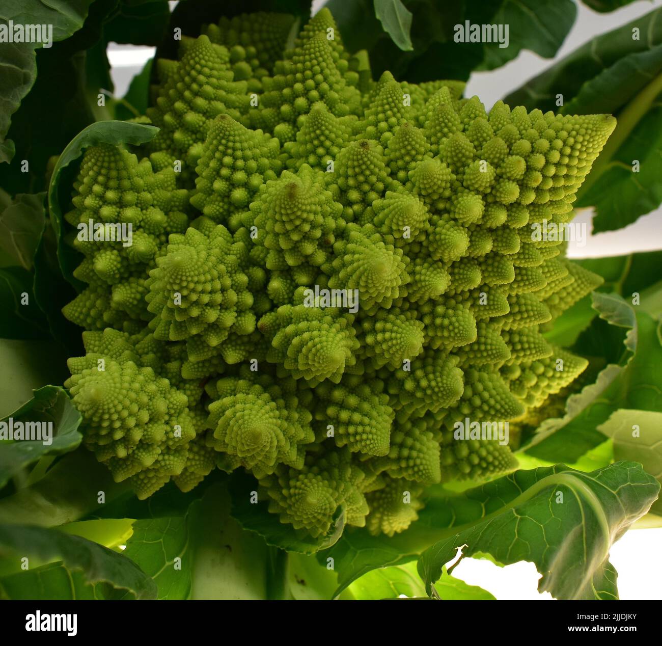 Romanesco growing hi-res stock photography and images - Alamy