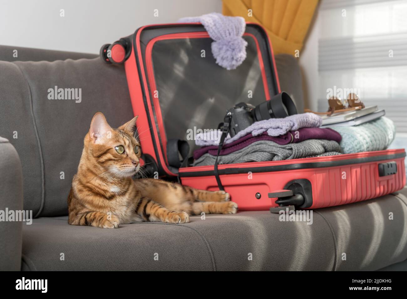 Open suitcase cat hi-res stock photography and images - Alamy