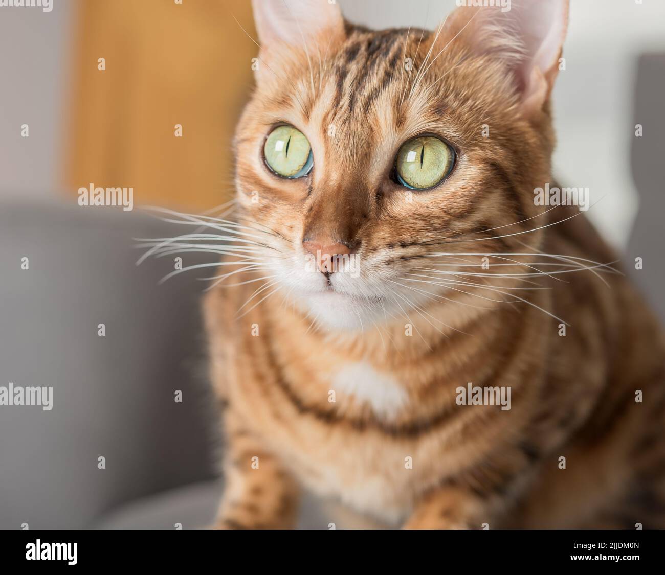 Funny muzzle of a Bengal cat close-up. Cartoon face Stock Photo - Alamy
