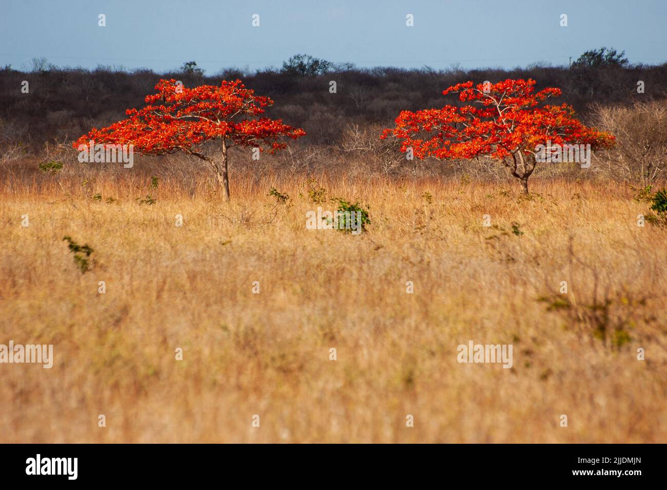 two flowering flamboyant trees in the caatinga - typical vegetation of ...