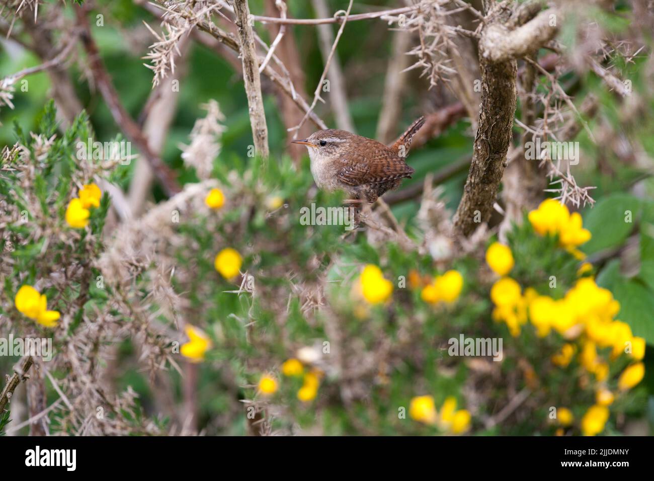 The furze wren hi-res stock photography and images - Alamy