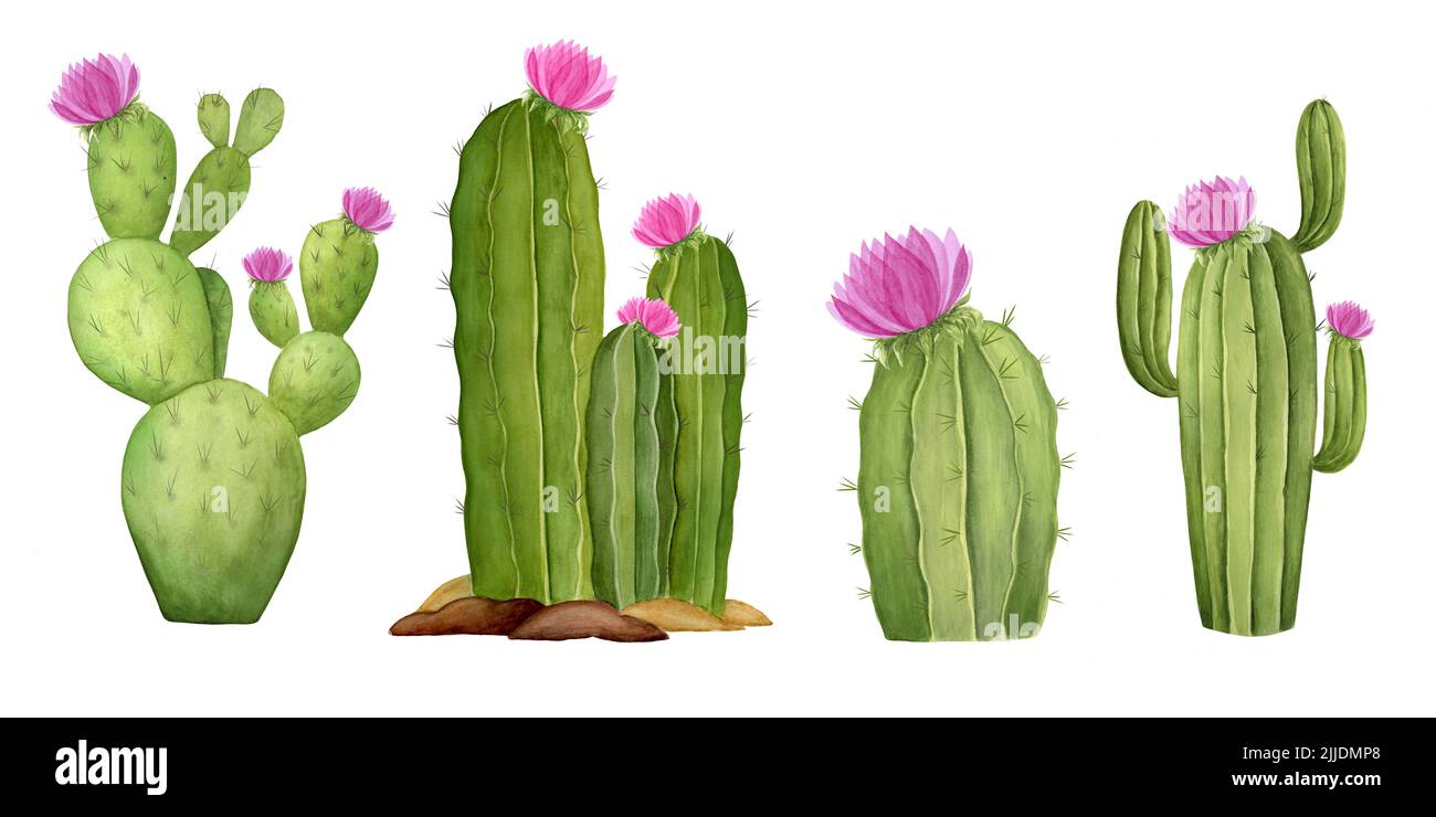 Cacti, succulents. Watercolor botanical illustration. Hand-drawn cacti ...