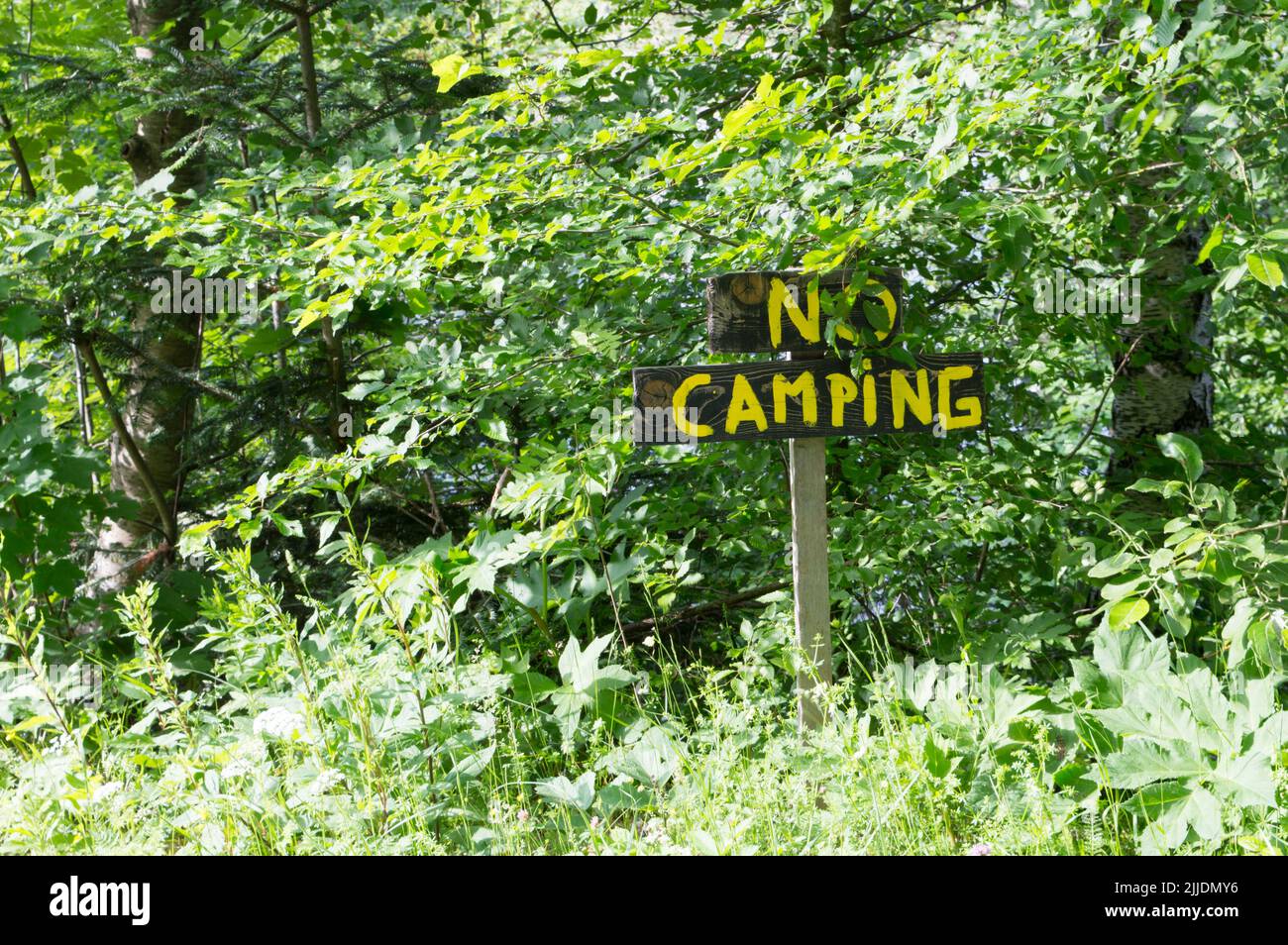No camping sign in the forest surrounded with the beech trees Stock ...