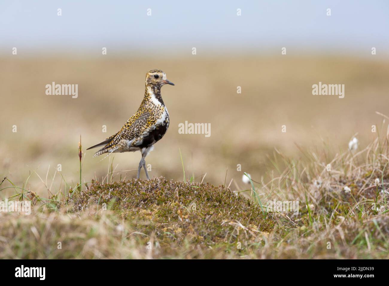 European golden plover Pluvialis apricaria, adult, displaying at Gallow ...