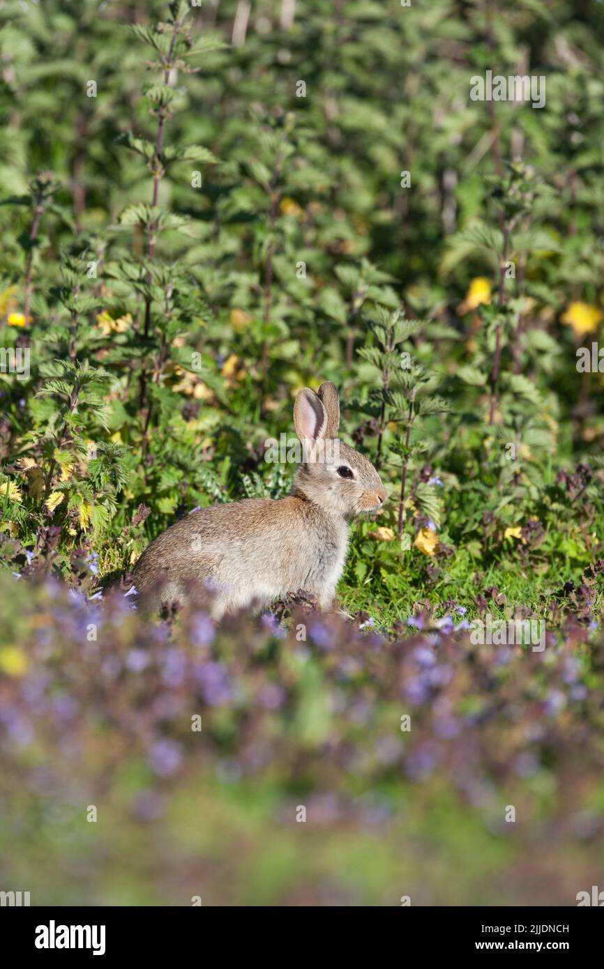 European rabbit Oryctolagus cuniculus, kitten sitting alert, Weston ...