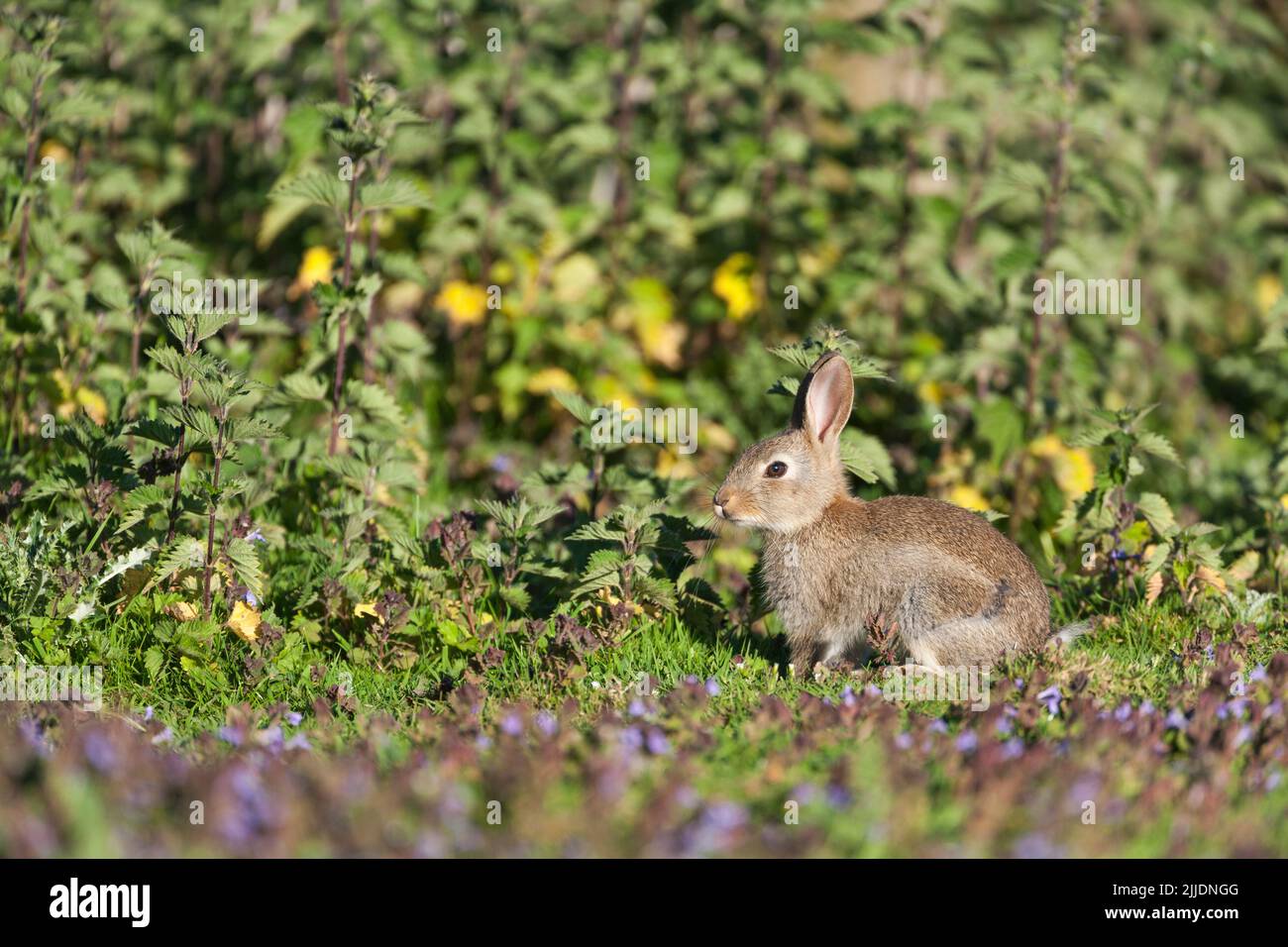 Weston moor hi-res stock photography and images - Alamy