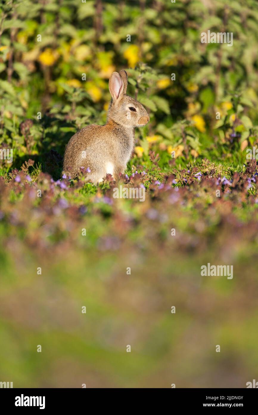 European rabbit Oryctolagus cuniculus, kitten sitting alert, Weston ...