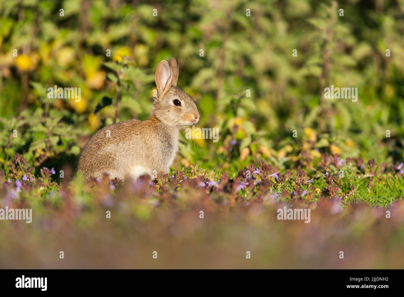 European rabbit Oryctolagus cuniculus, kitten sitting alert, Weston ...