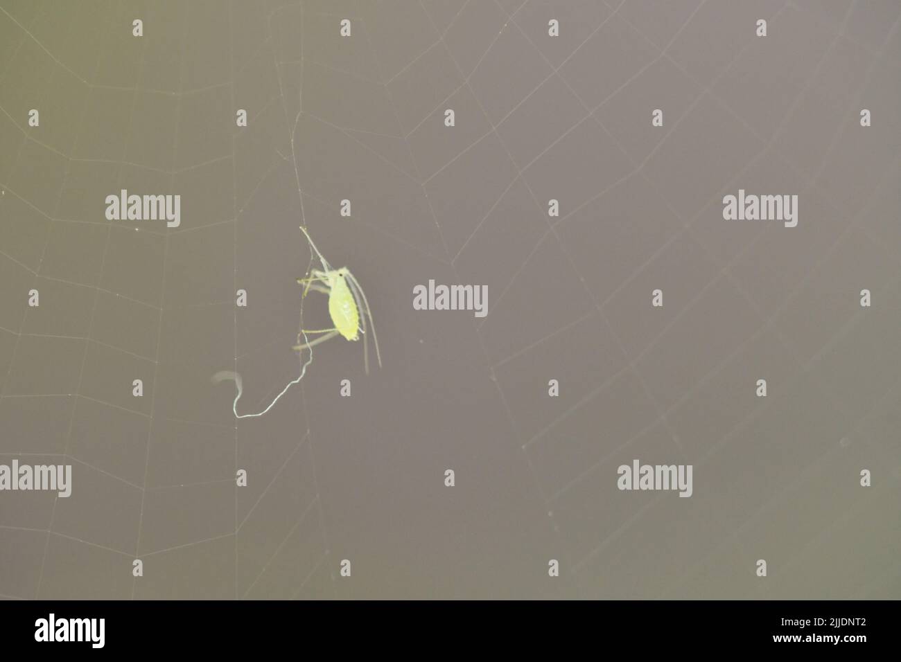 Trapped aphids hi-res stock photography and images - Alamy