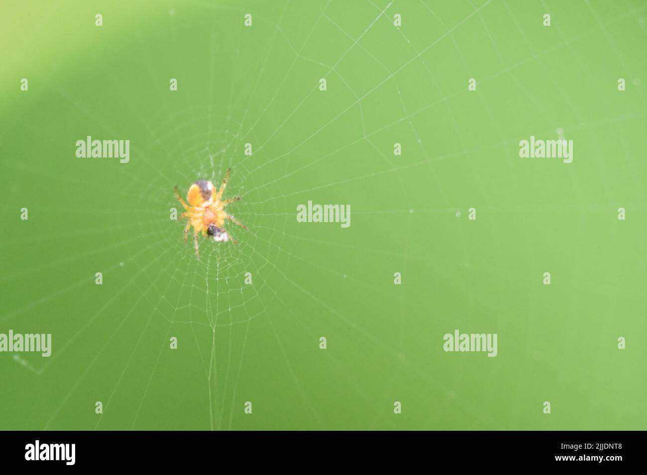 A spider in a spider's web, macro photography Kilkenny, Ireland Stock ...