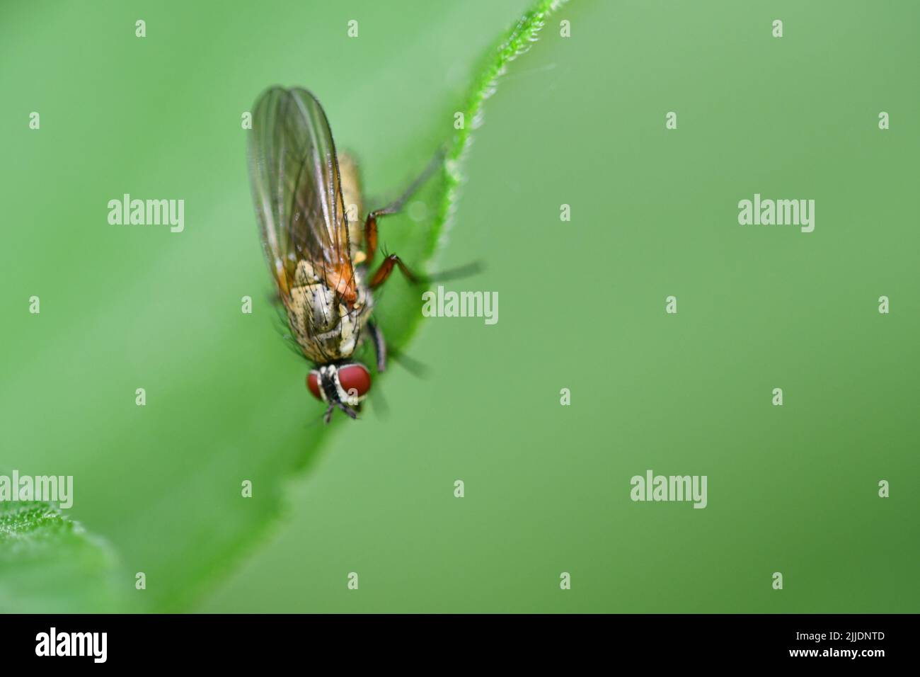 Fly perched on leaf hi-res stock photography and images - Alamy
